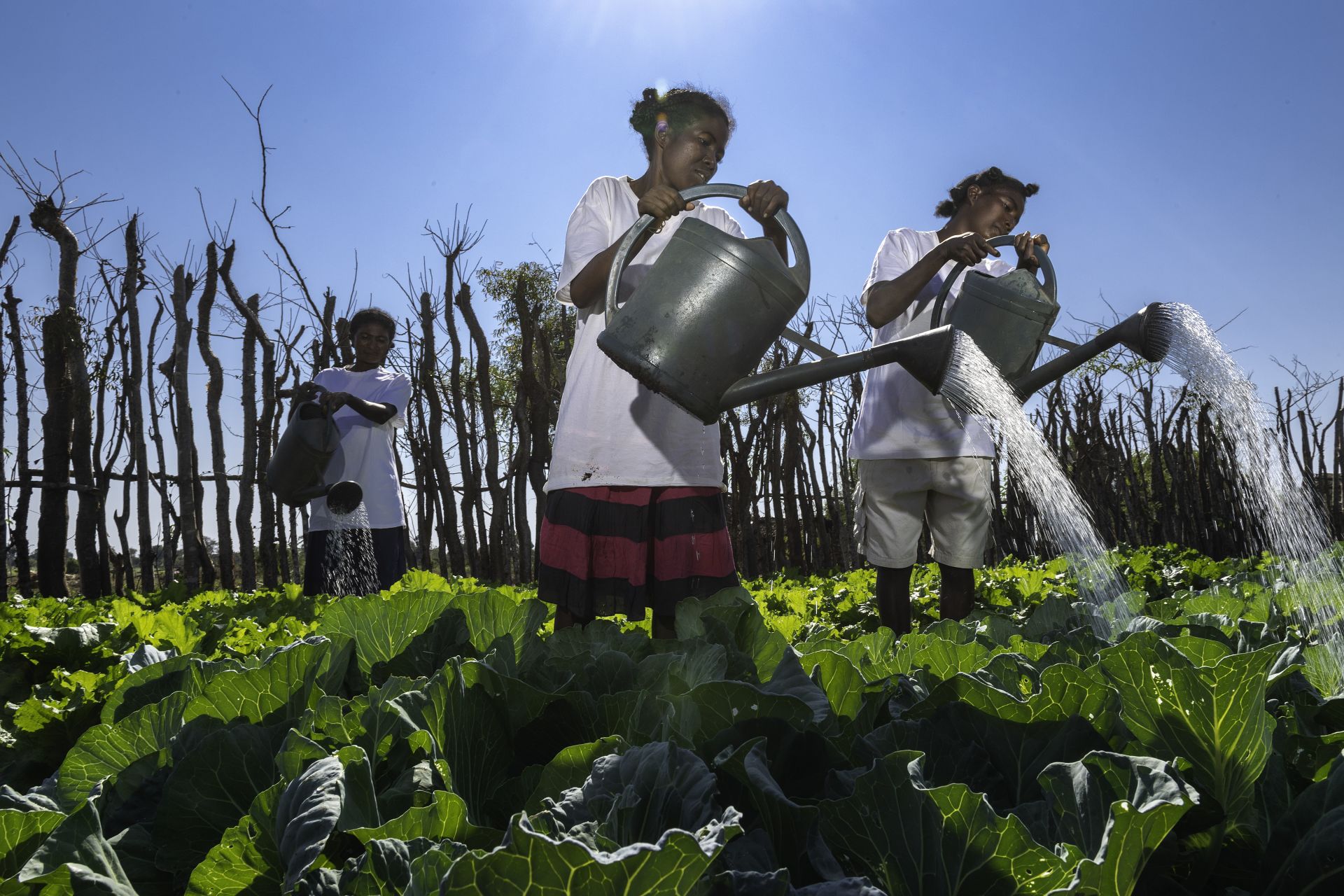 Toliara Project | Base Resources