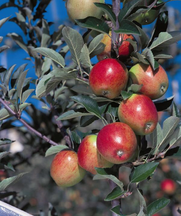 Braeburn | BayWa Obst