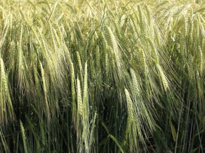 Wintergerste Saatgut Sandra ZS günstig online kaufen | BayWa Shop