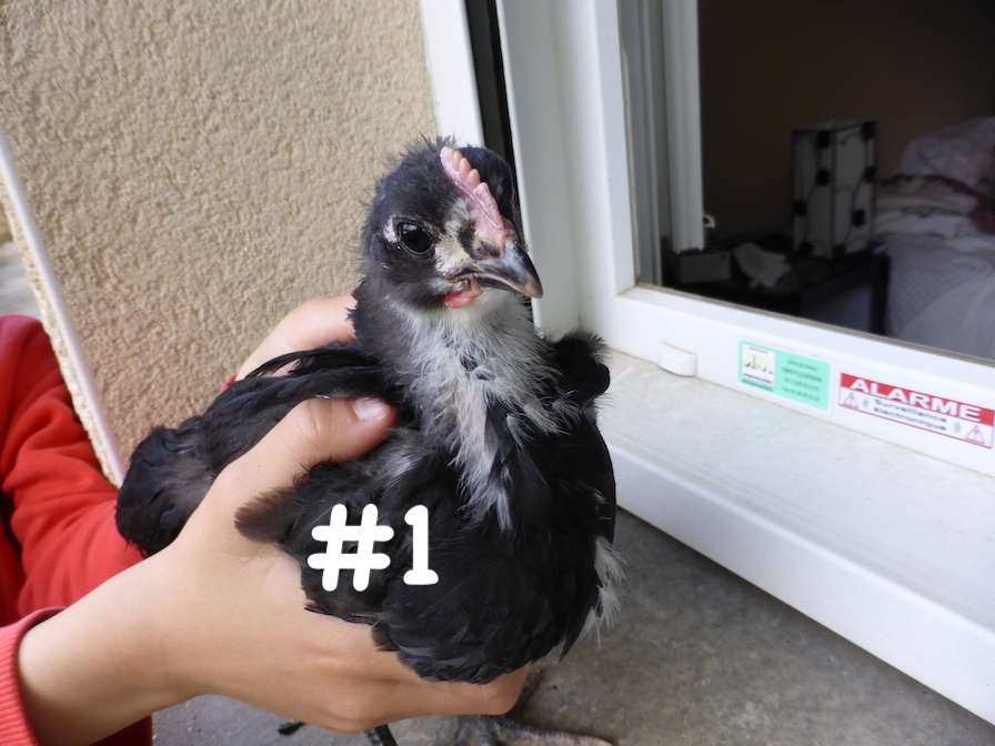 4 weeks old black australorp : hen or roo? | BackYard Chickens - Learn ...