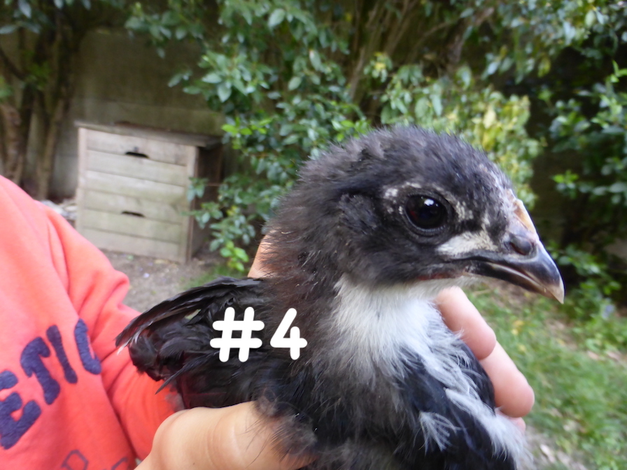4 weeks old black australorp : hen or roo? | BackYard Chickens - Learn ...