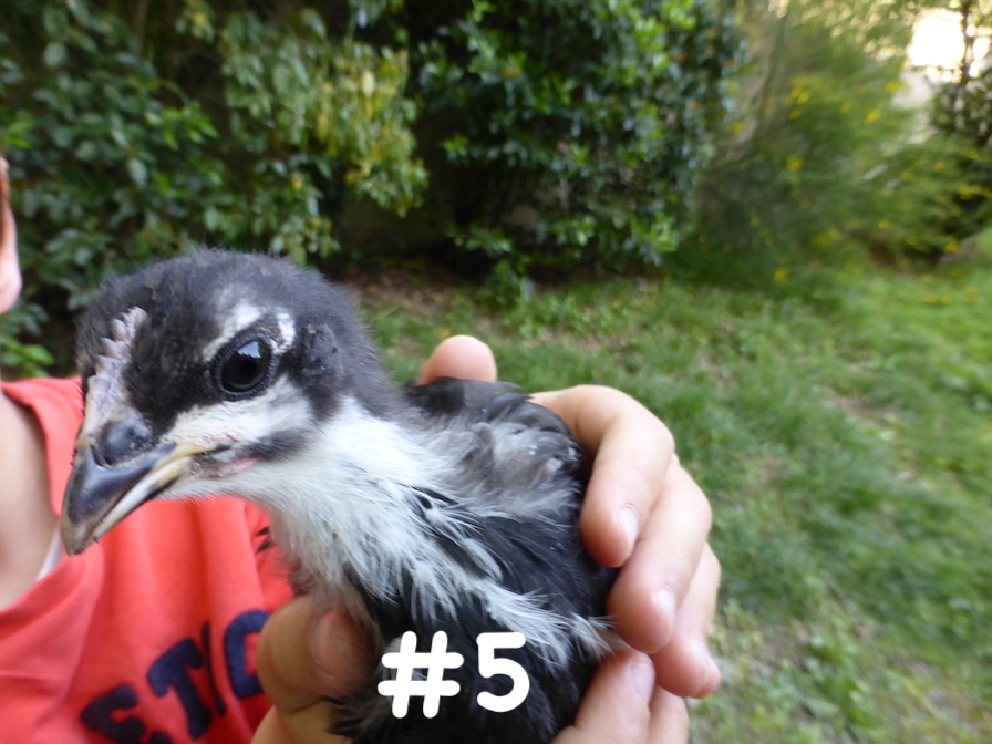 4 weeks old black australorp : hen or roo? | BackYard Chickens - Learn ...