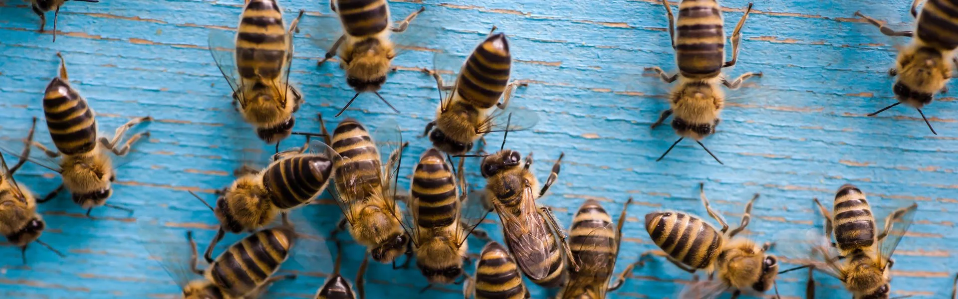 Bee Safe Bee Removal | Eco-Friendly Bee Removal Specialists