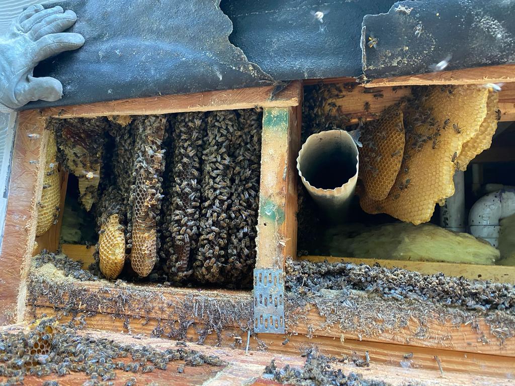 Houston Bee Removal | Bee Safe Bee Removal