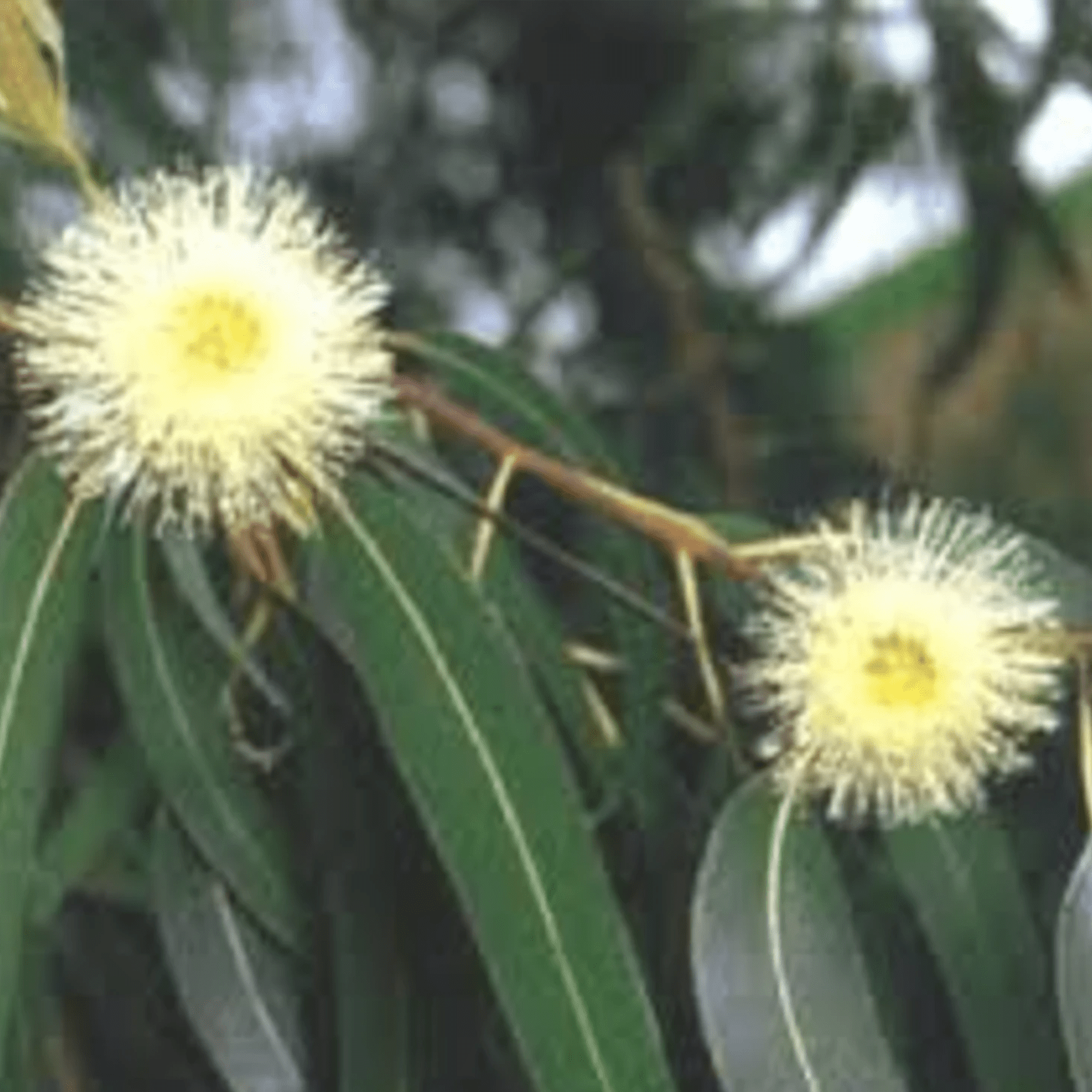 Óleo Essencial Harmonia Natural Eucalipto | Beleza na Web