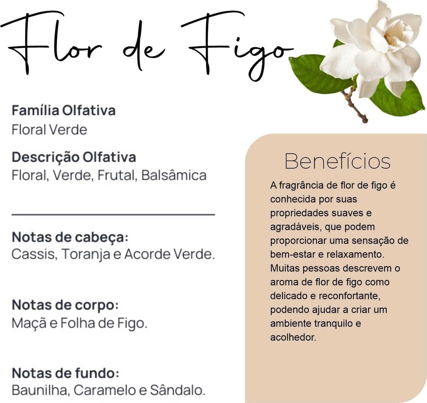 Kit Empório Lume Flor de Figo Escultural U | Beleza na Web
