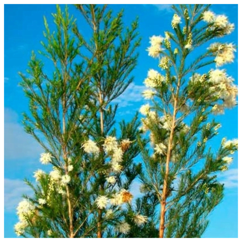Água bioativa de Tea tree / Melaleuca 100ml (Melaleuca alternifolia)