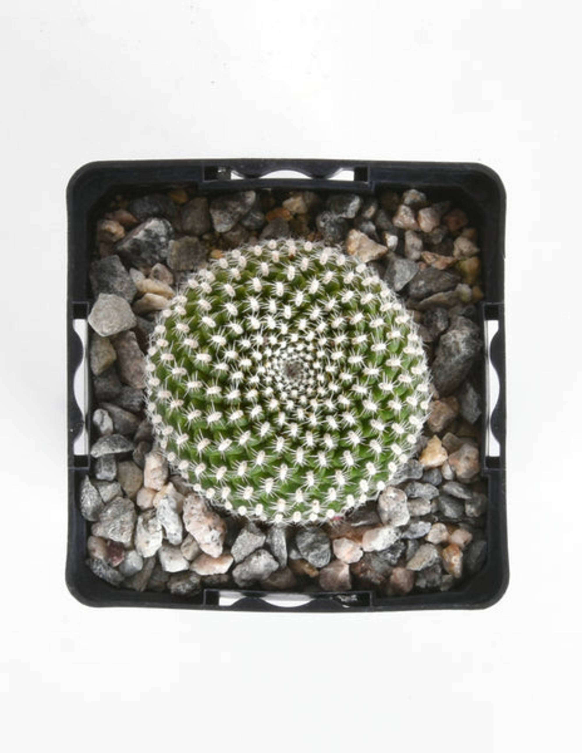 Amazing Fractal Cactus