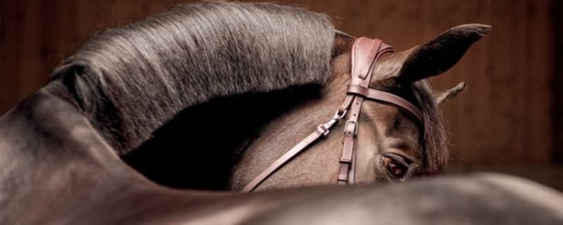 Equine Science: PEMF Rehabilitation for Horses | BEMER