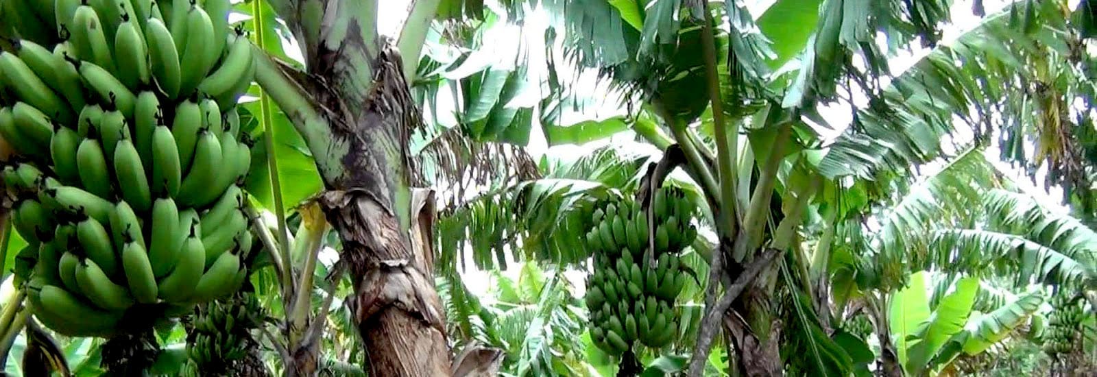 Pisang Barangan ? Yuk Cari Tahu Lebih Lanjut