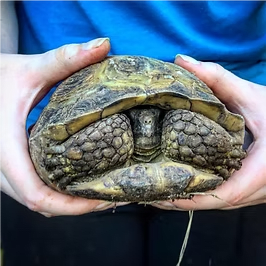 Tuck the Tortoise by Safe in Austin | BetterUnite