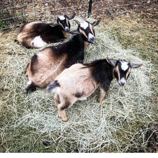 Bambi, Flower, & Thumper The Goats by Safe in Austin | BetterUnite