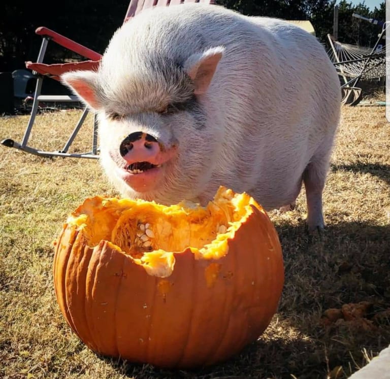 Wilbur the Pig by Safe in Austin | BetterUnite