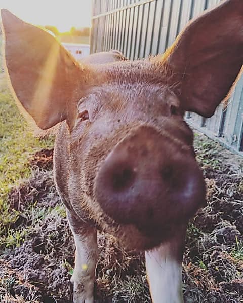 Mabel the Pig by Safe in Austin | BetterUnite