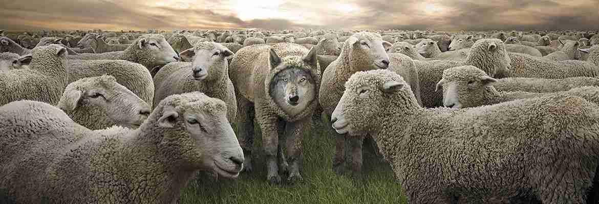 The Wolf in Sheep Clothing — Appearances are Deceptive