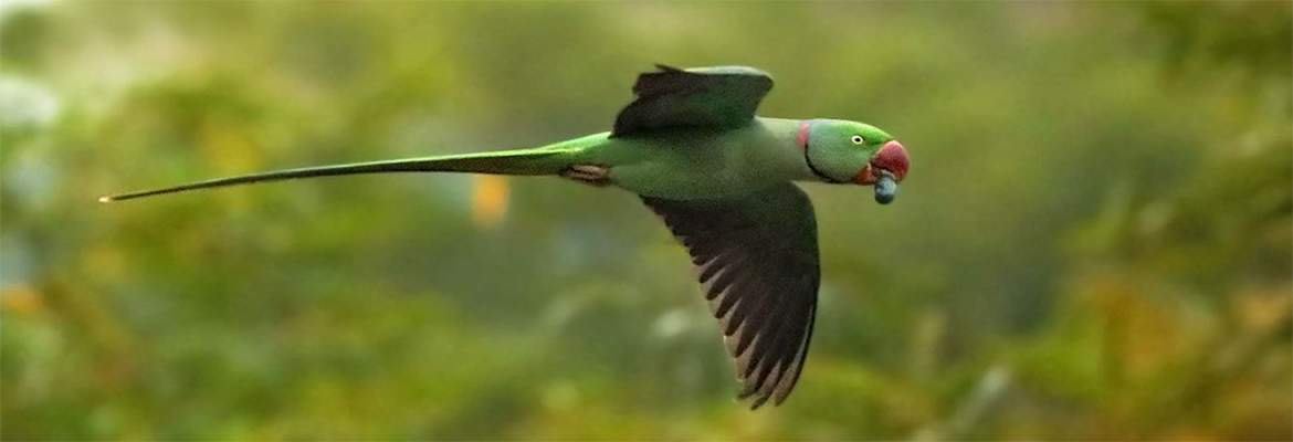 The Fascinating Alexandrine Parakeets