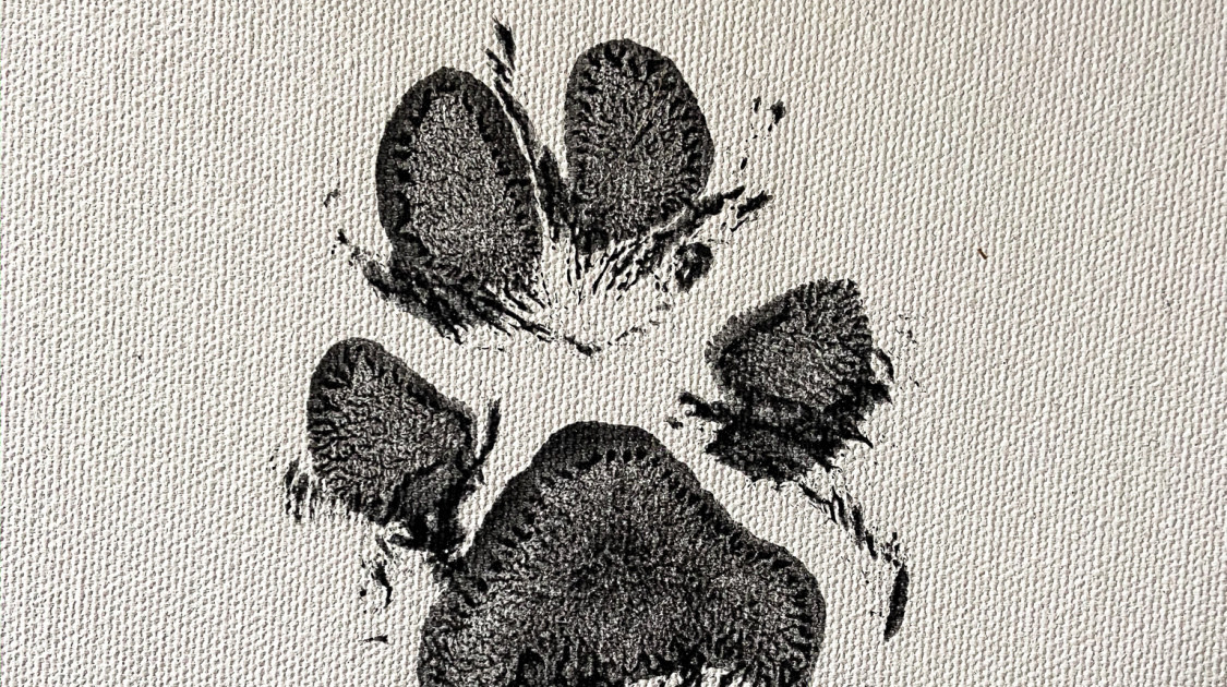 Mexican Gray Wolf Diego Paw Print | wolfconservationcenter