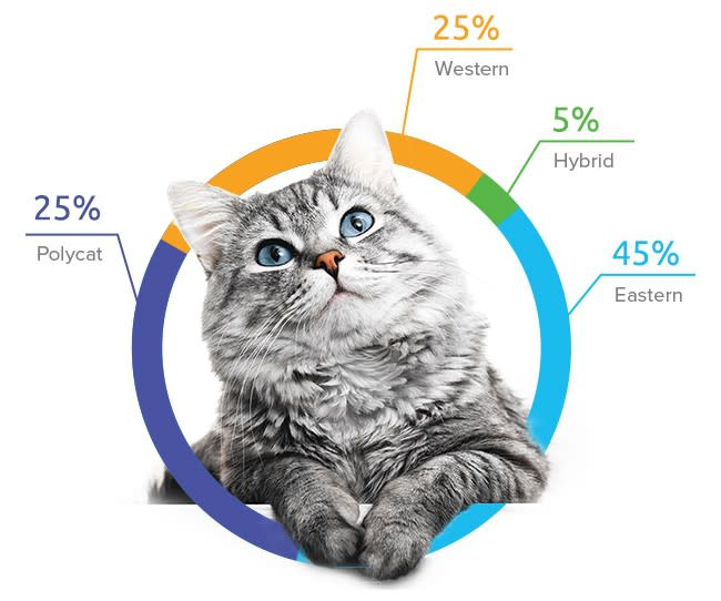 Basepaws Cat DNA Kit | rbc | Bid Now - ☑ $86 ...