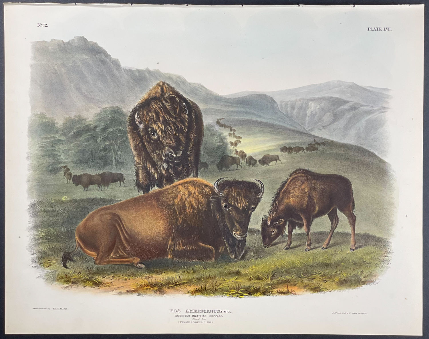 Antique Maps & Prints of Natural History, Travel, Botanicals, & More ...