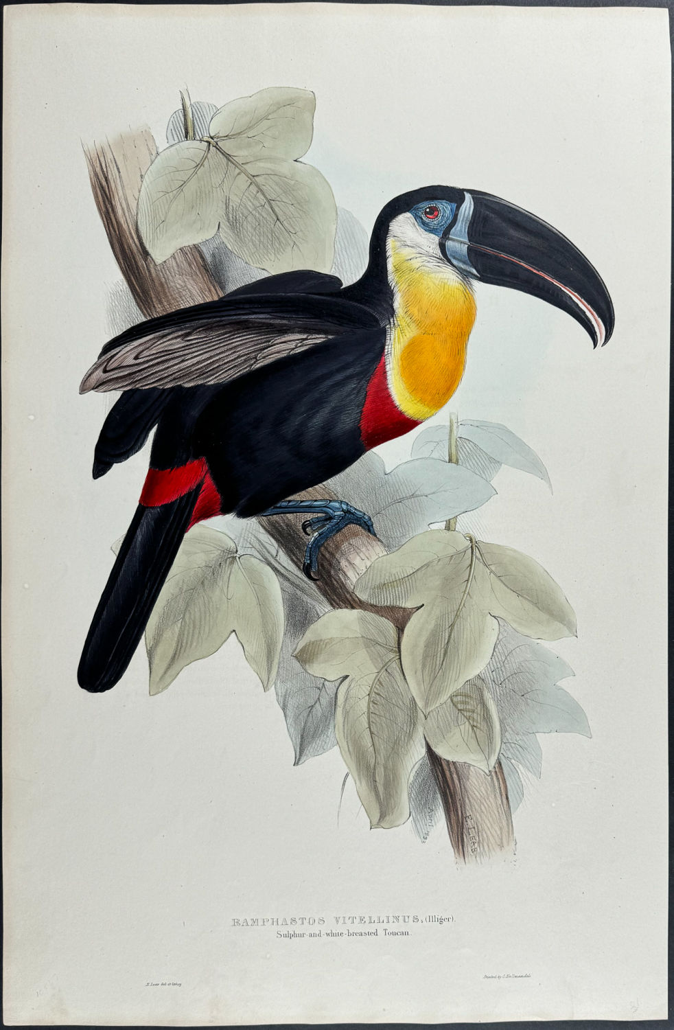Antique Maps & Prints of Natural History, Botanicals, & More | Trillium ...