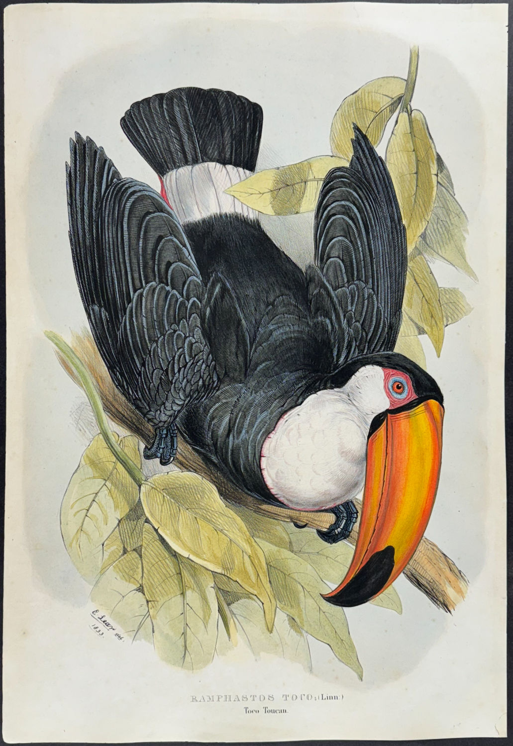 Antique Maps & Prints of Natural History, Botanicals, & More | Trillium ...