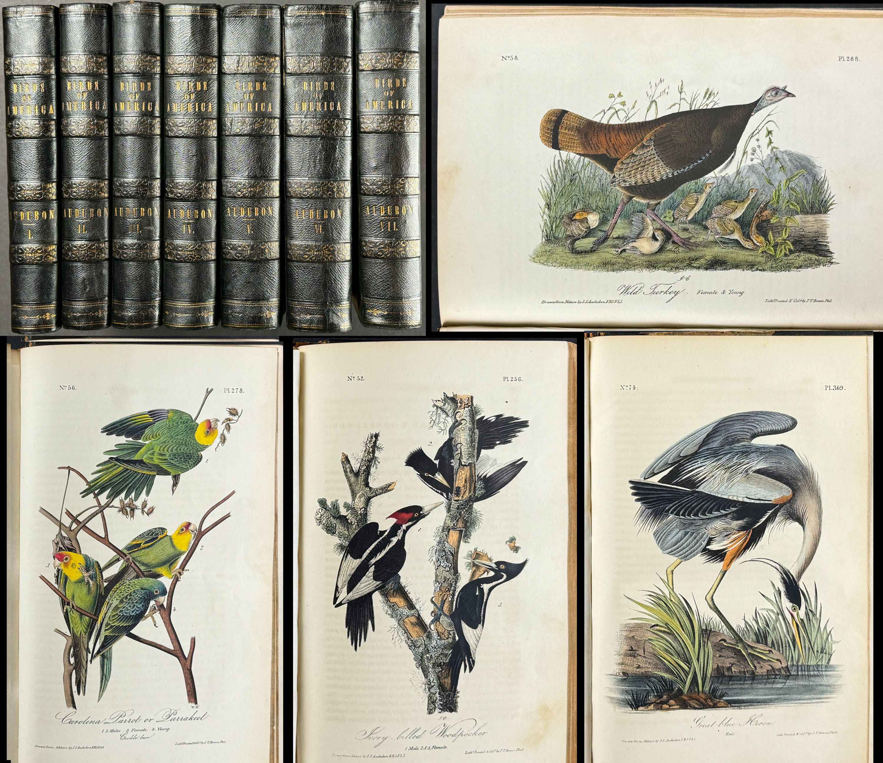 Antique Prints, Maps, & Books of Natural History, Botanicals, & More ...