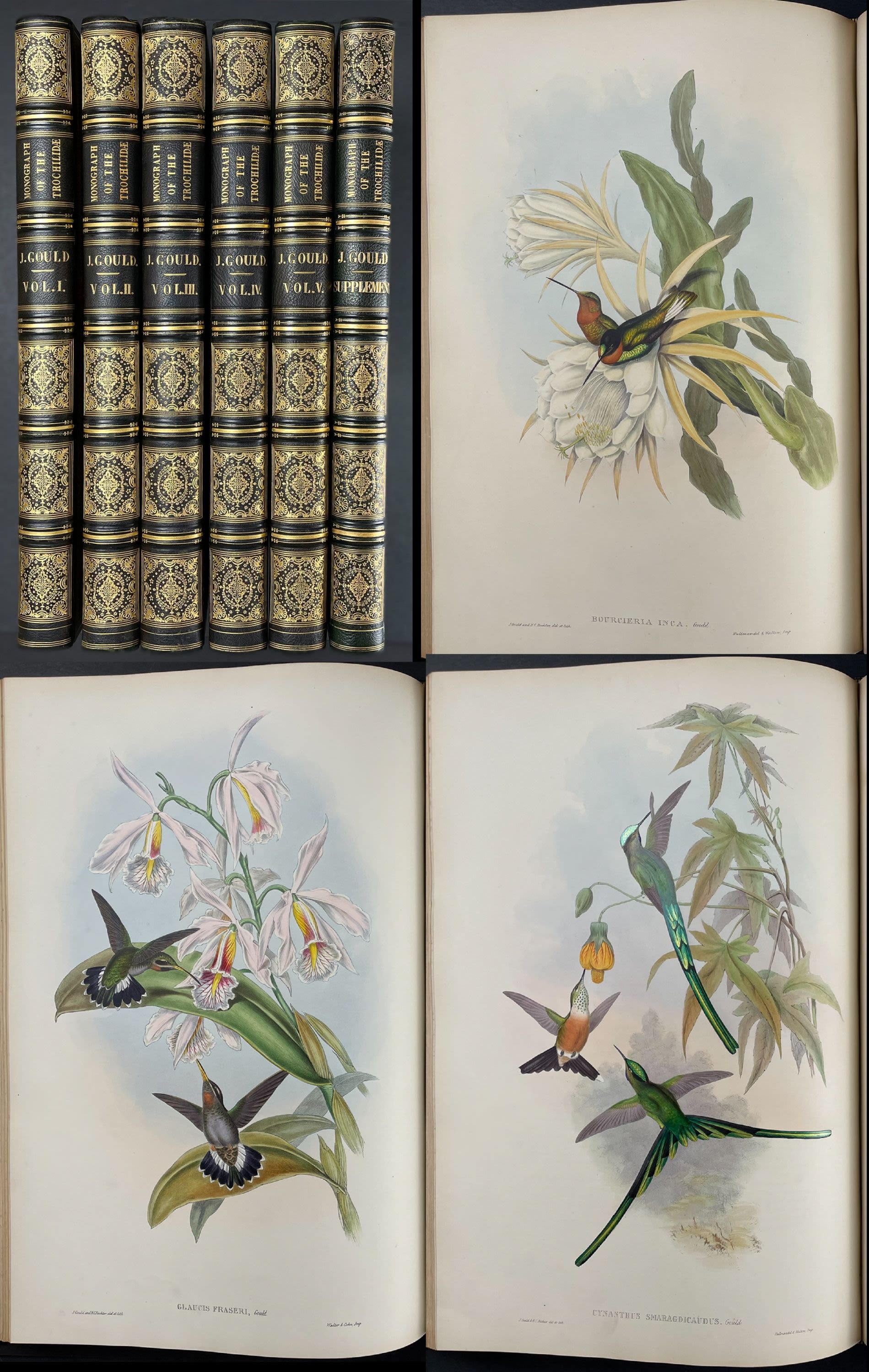 Antique Prints, Maps, & Books of Natural History, Botanicals, & More ...