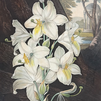Antique Maps & Prints of Natural History, Botanicals, & More | Trillium ...