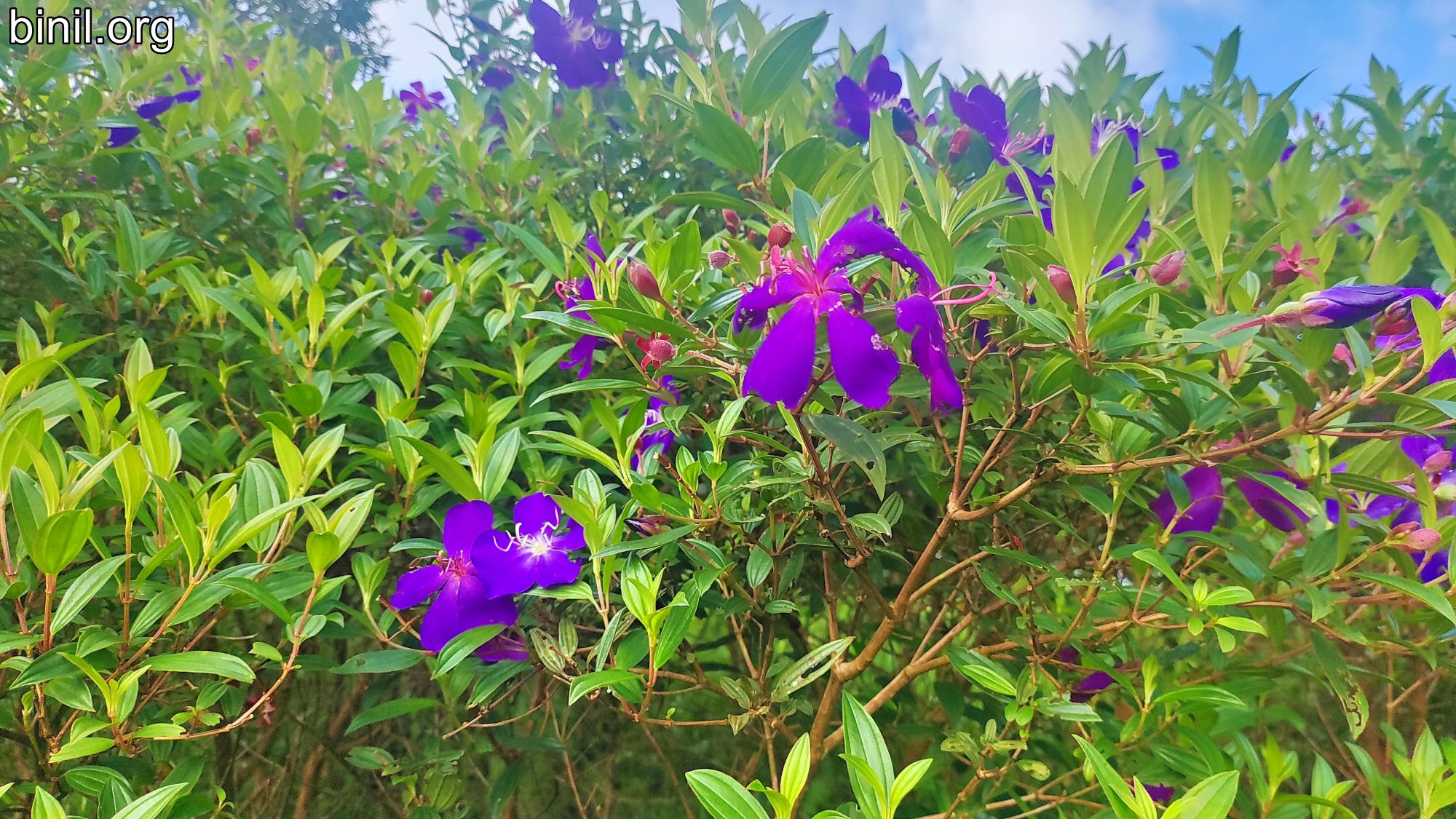 Vagamon Orchidarium and Floriculture Project - One of the Comprehensive ...