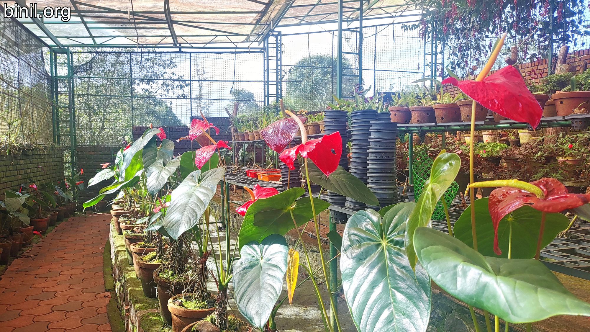 Vagamon Orchidarium and Floriculture Project - One of the Comprehensive ...