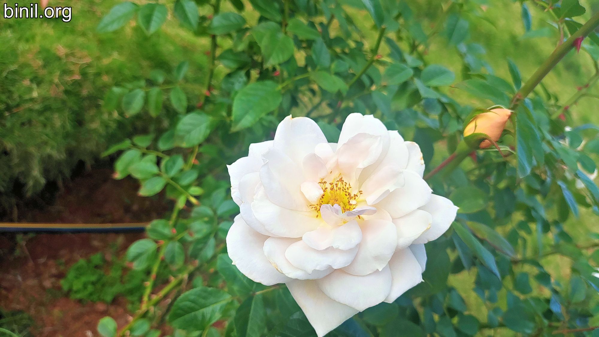 Vagamon Orchidarium and Floriculture Project - One of the Comprehensive ...