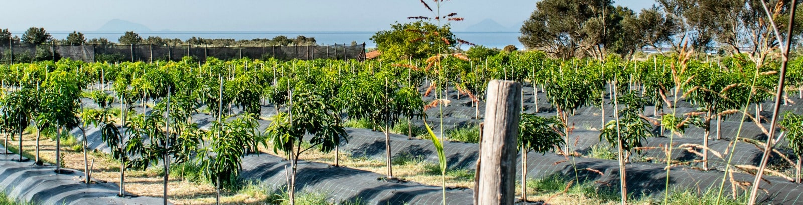 Famiglia Collura - Biorfarm
