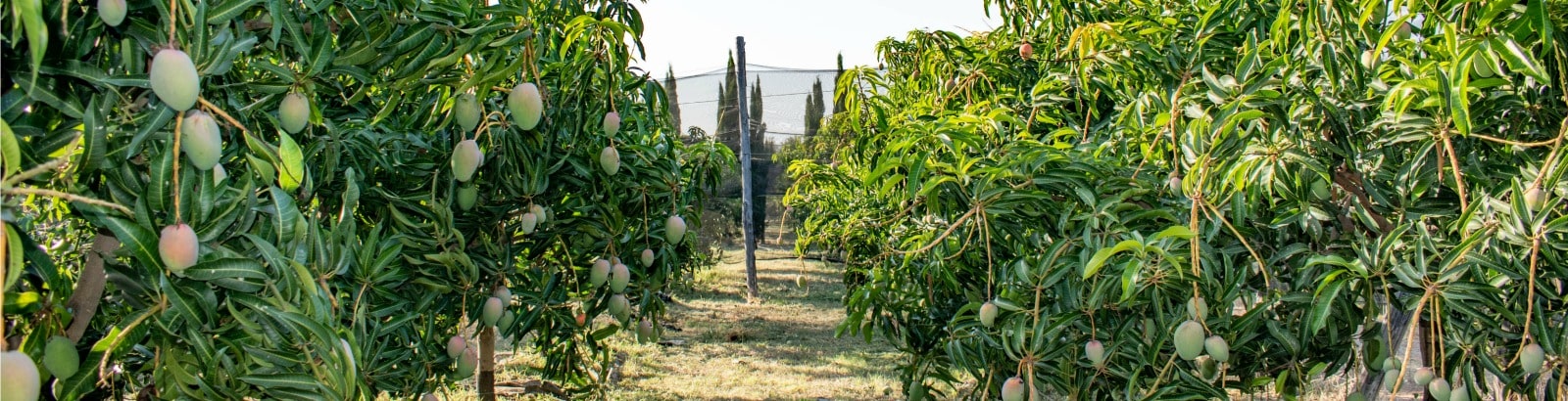 Famiglia Collura - Biorfarm