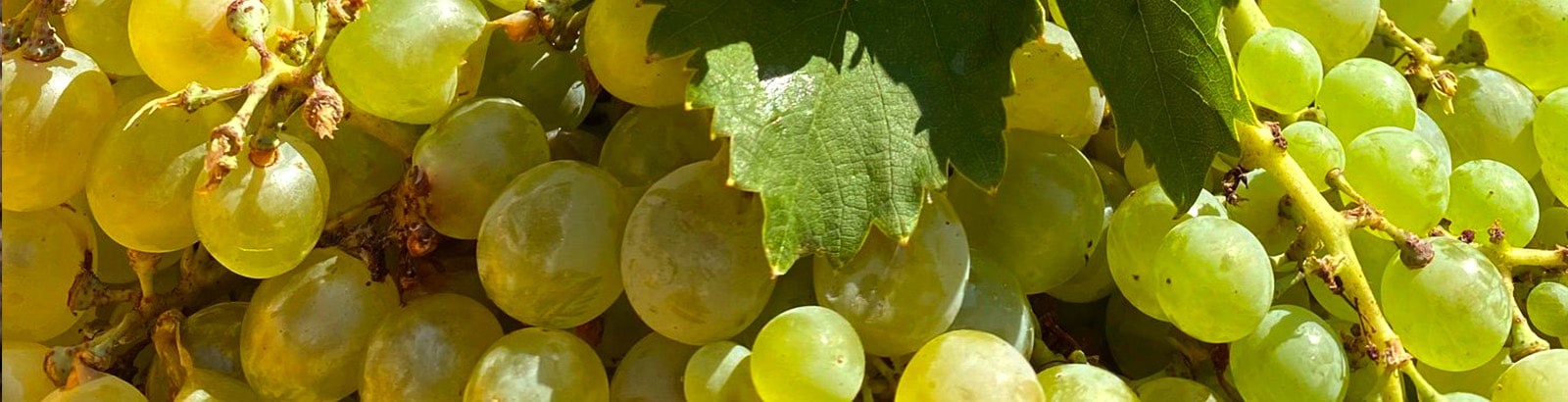 Stefano Petrini - Biorfarm