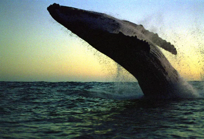 La Torre Resort integra observação de baleias aos seus pacotes