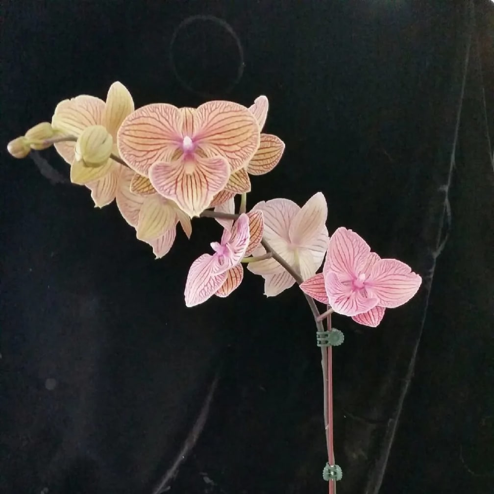 Newton Florist | Flower Delivery by The Crimson Petal Inc.