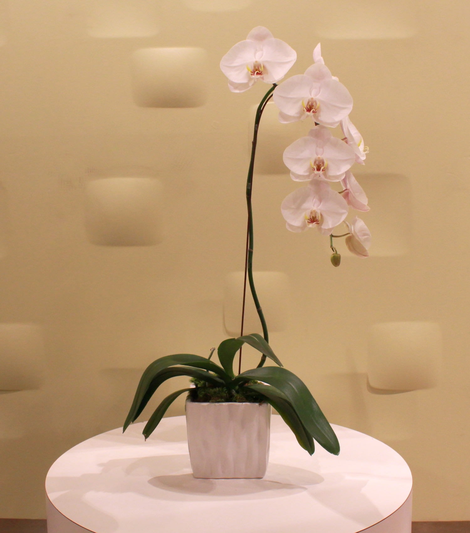 Single Modern Orchid in Los Angeles, CA | Downtown Flowers