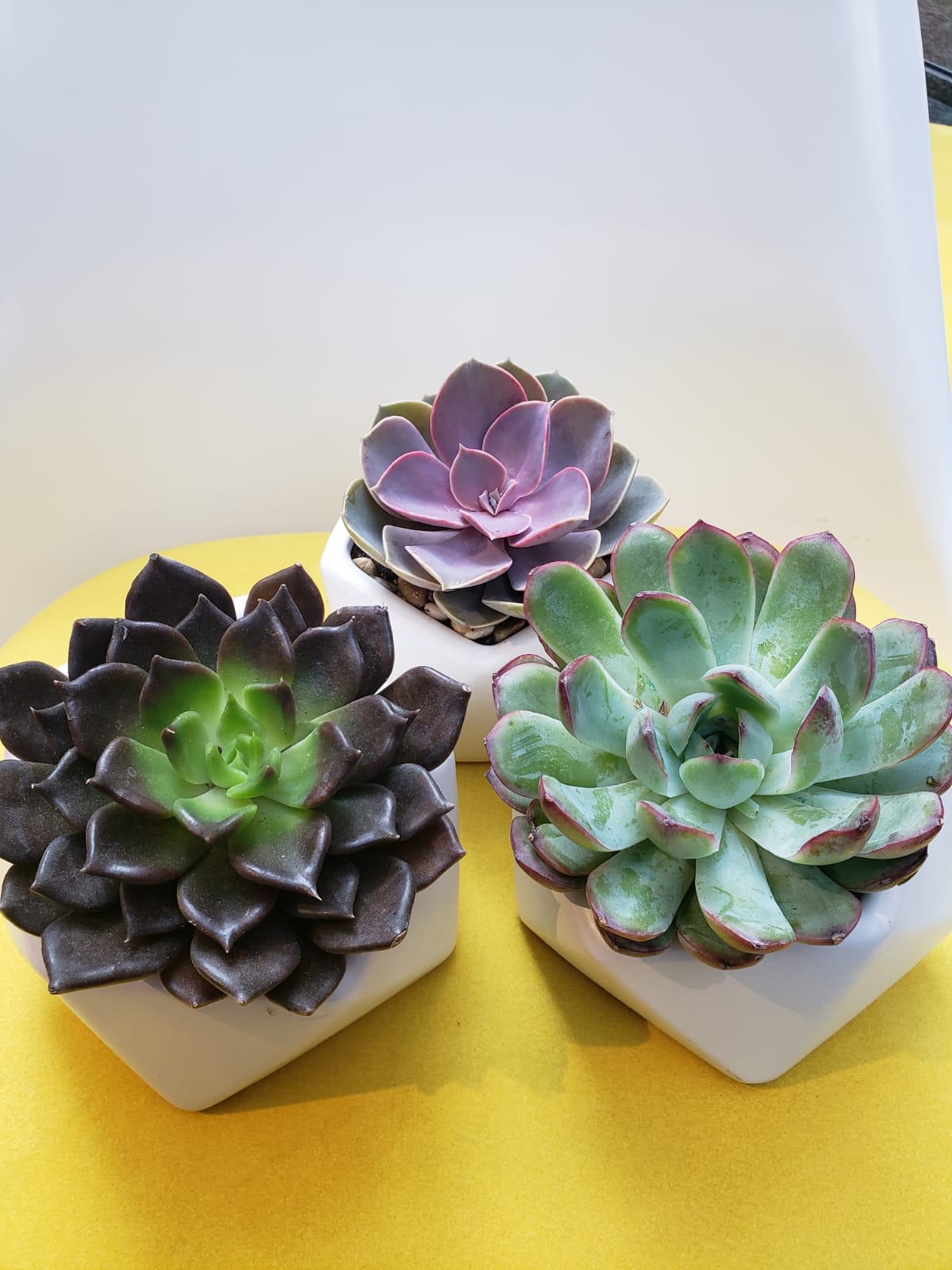 DTLA Succulent Trio in Los Angeles, CA | Downtown Flowers