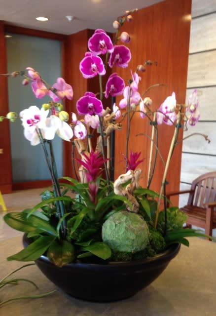 Orchid Delight Dish in Los Angeles, CA | Downtown Flowers