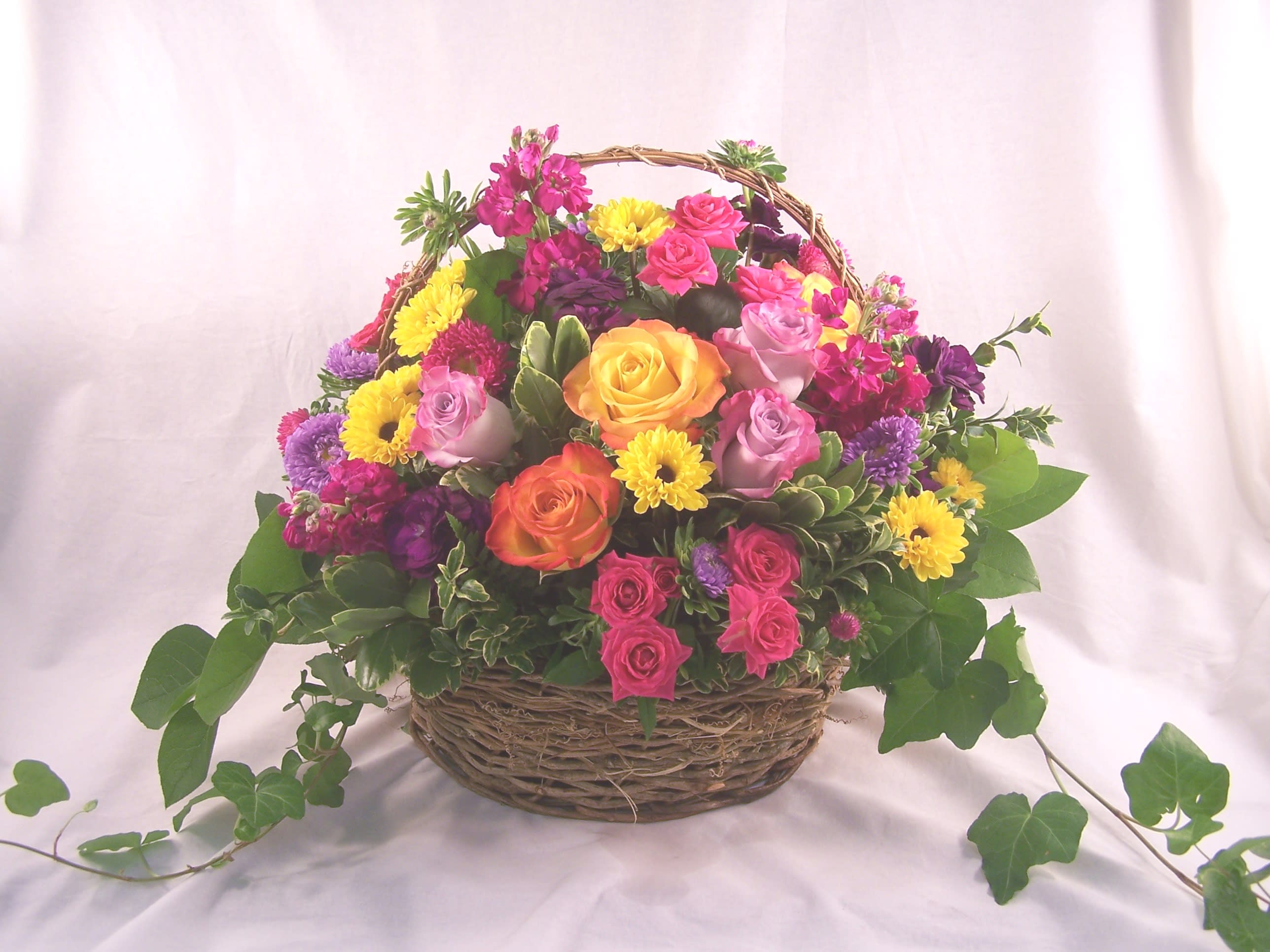 Elysian Fields Everlasting Flower | Best Flower Site