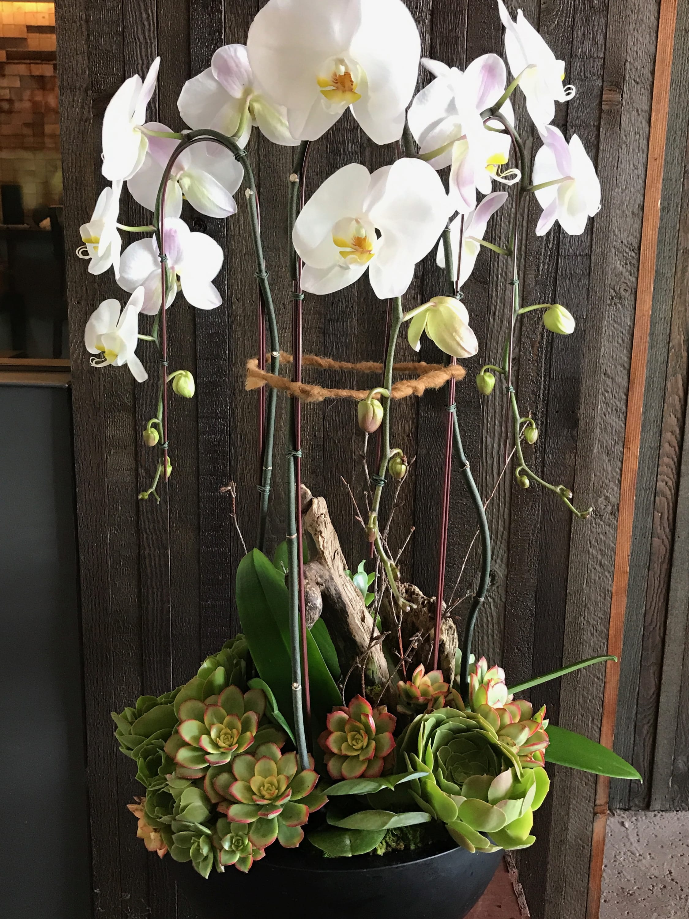 Cascade Phalaenopsis and Succulents in Los Angeles, CA | Flowers With Love