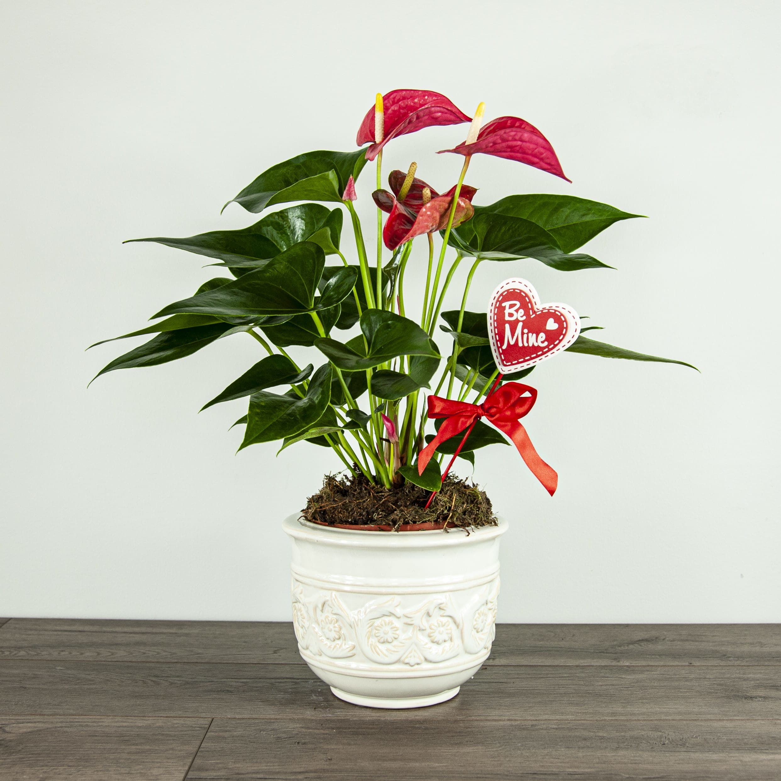 Potted Plants For Valentine S Day at David Frakes blog