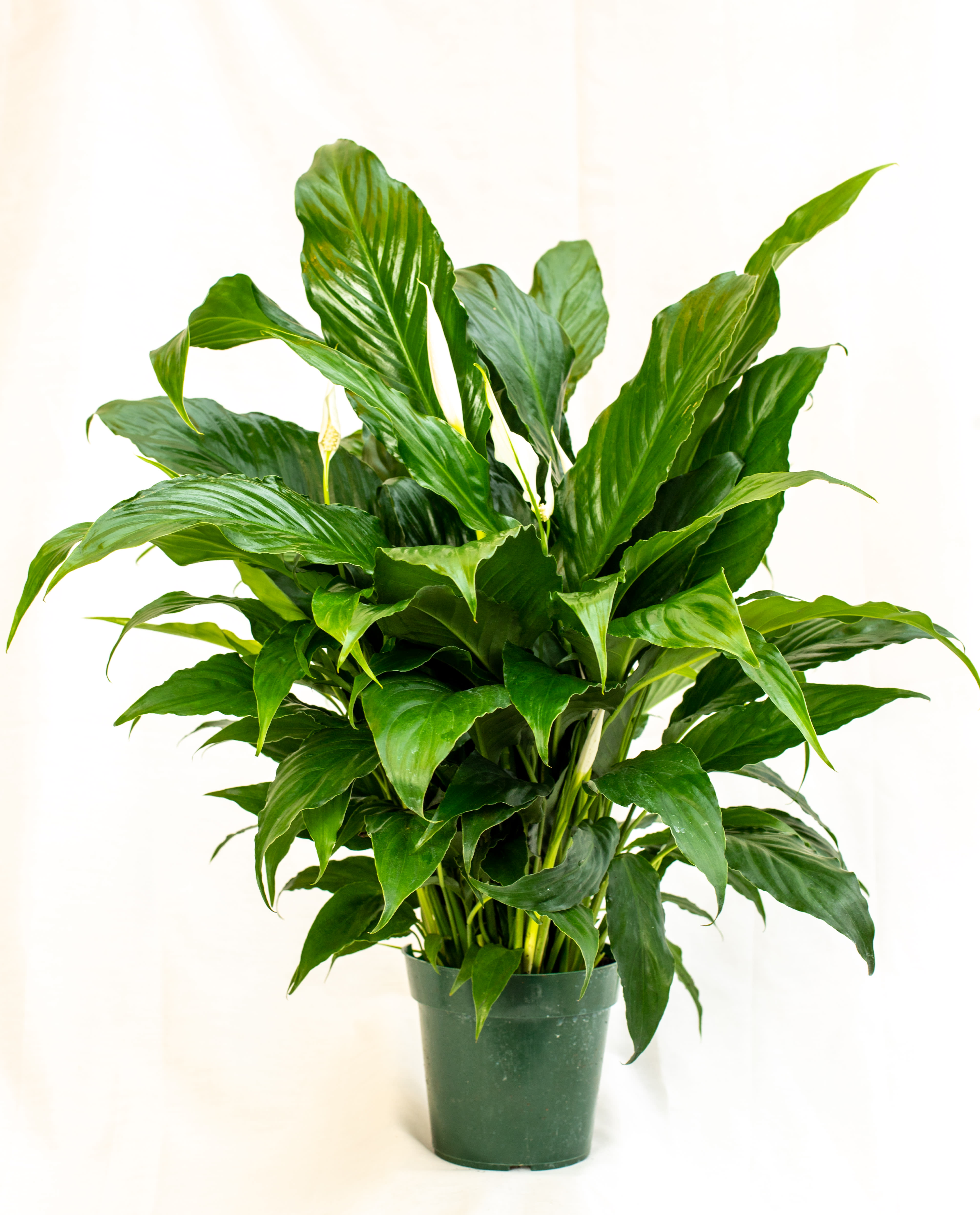 Spathiphyllum "Peace Lily" in Syracuse, NY | Coleman Florist inc