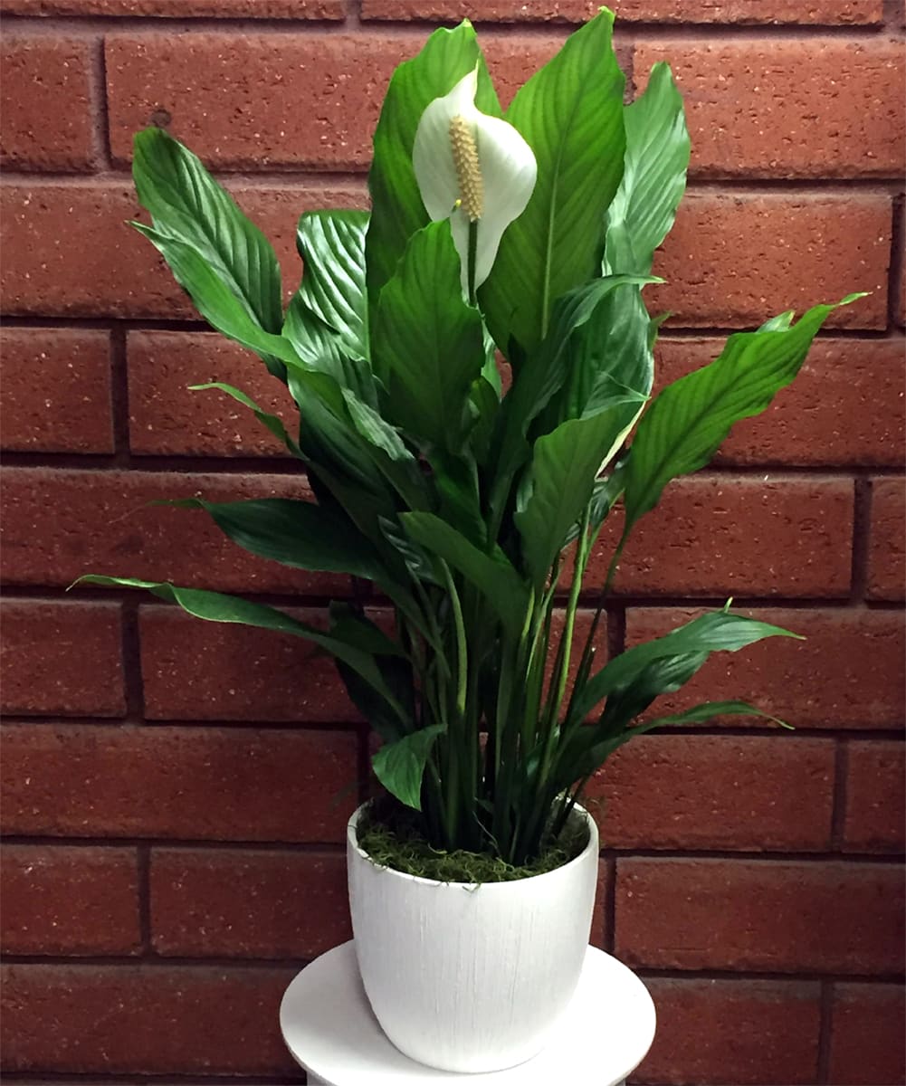 Peace Lily | Spathiphyllum Plant in San Diego, CA | House of Stemms Peace Lily | Spathiphyllum Plant in San Diego, CA | House of Stemms