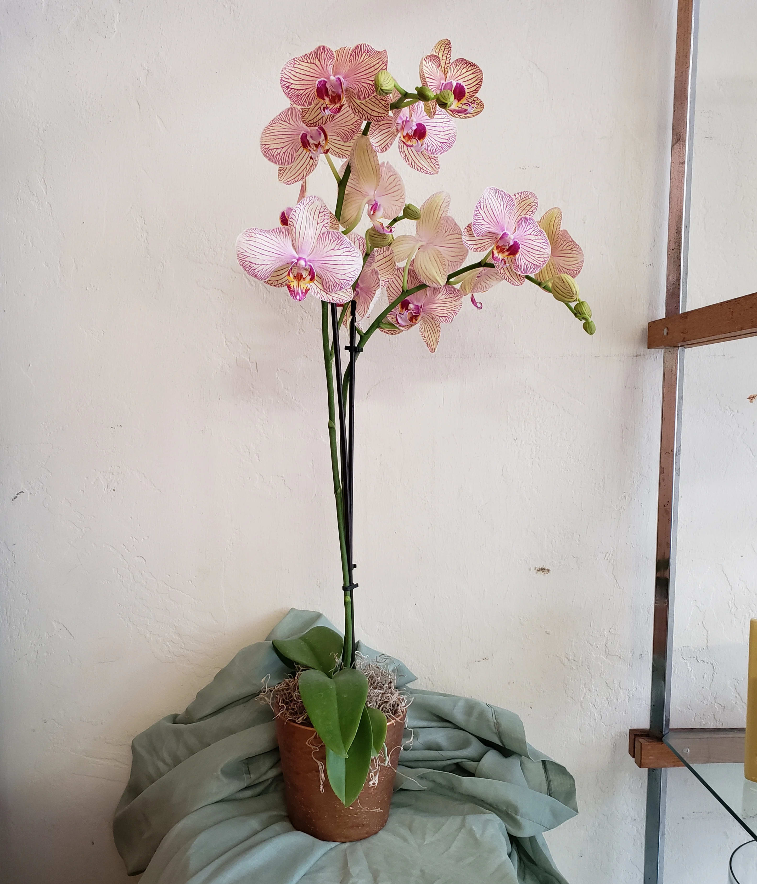 Double Stem Blooming Orchid in Berkeley, CA | Lee's Florist & Nursery