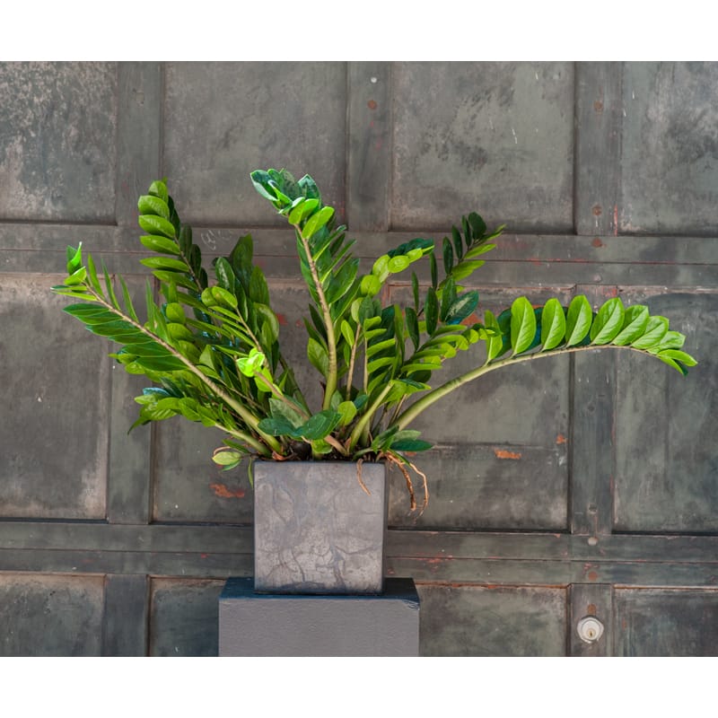 Zizi Plant in Washington, DC | Volanni