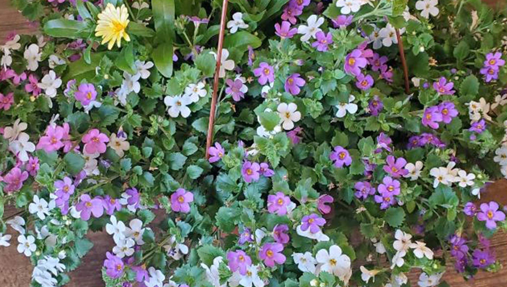 North Andover Florist | Flower Delivery by Sutton Pond Flowers & Gifts