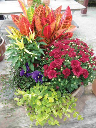 Fall Mums - Tips &Suggestions | Blog | Parkview Gardens Florist ...