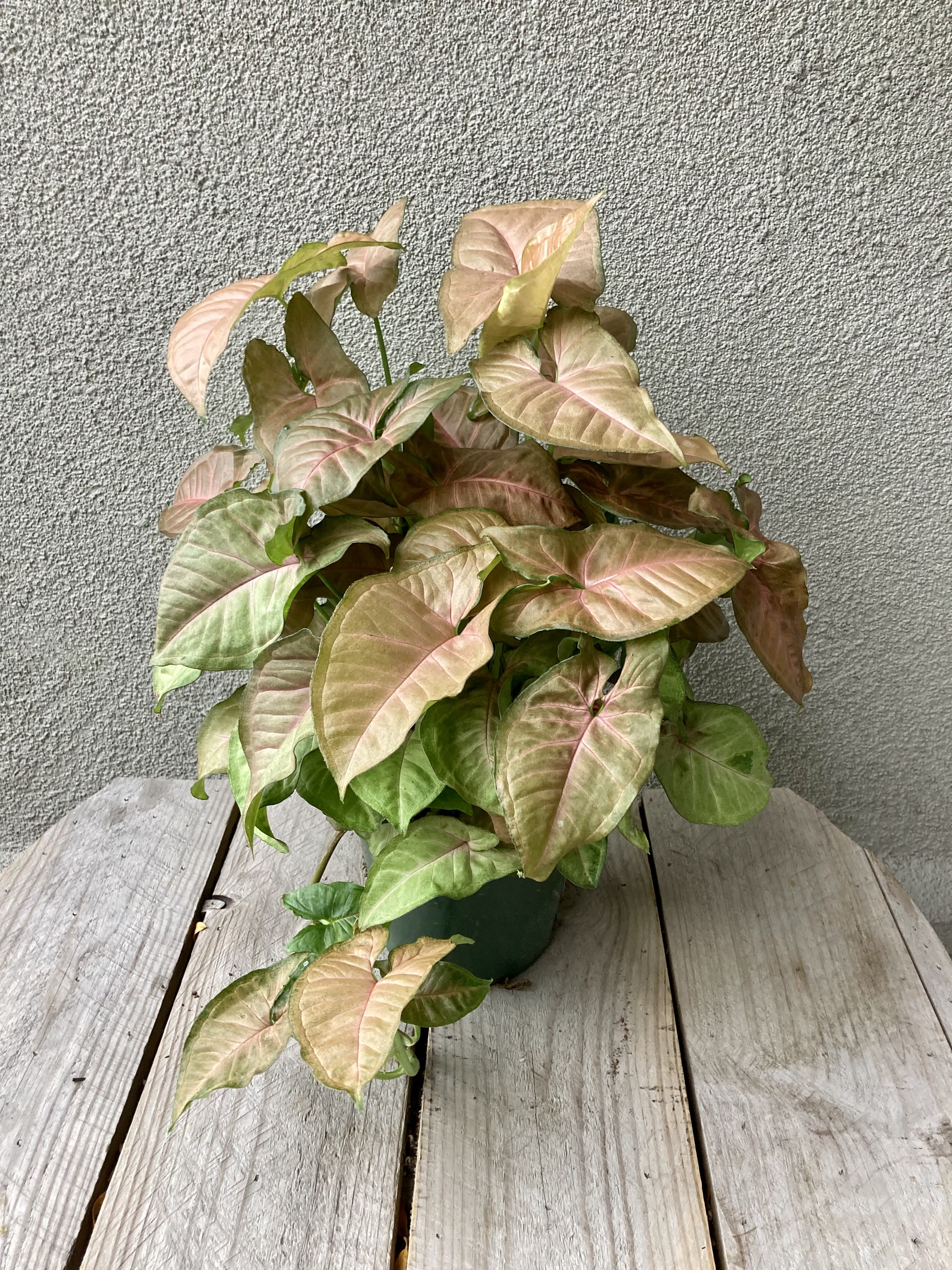 Nephthytis Strawberry Cream by The Rustic Root