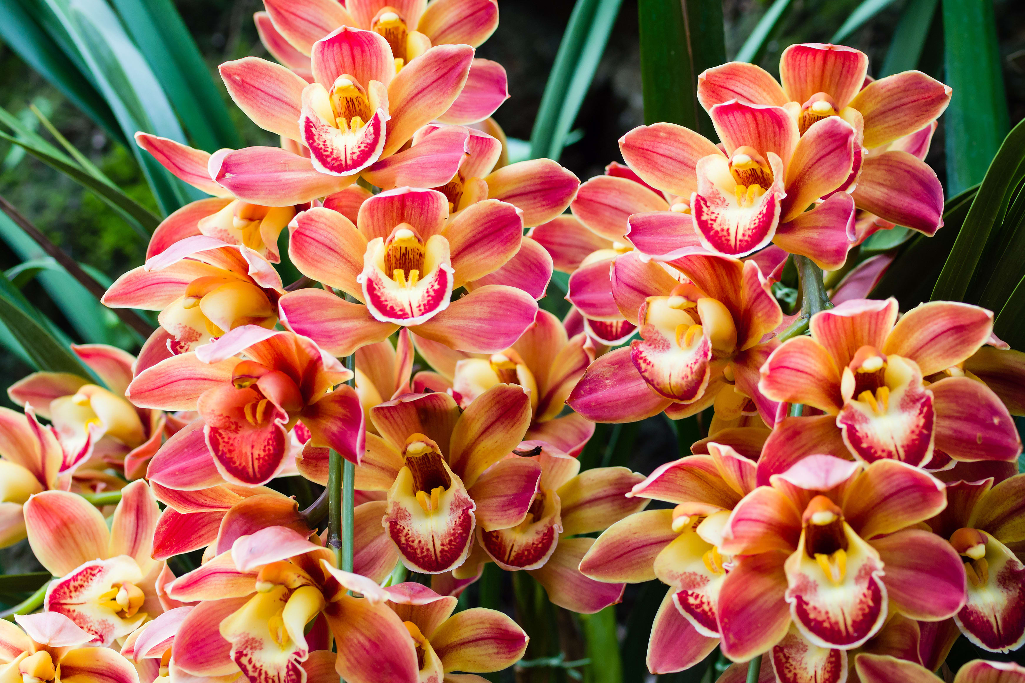 Deltona Florist | Flower Delivery by Blossom Bokay Florist